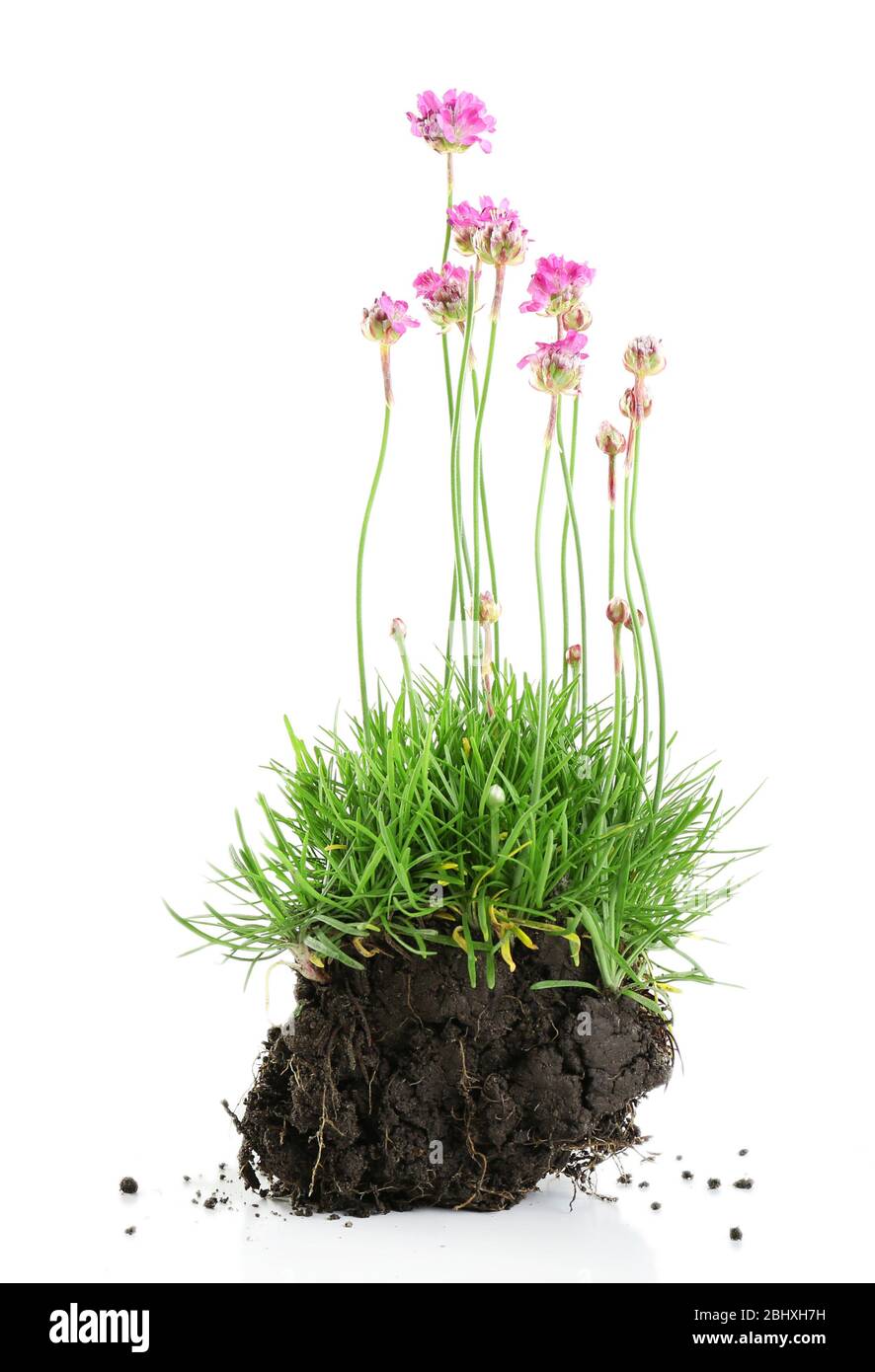 Beautiful flowers with green grass and ground isolated on white Stock ...