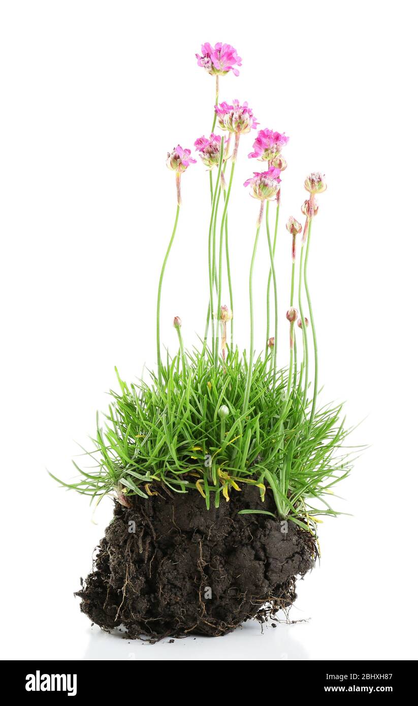 Beautiful flowers with green grass and ground isolated on white Stock ...