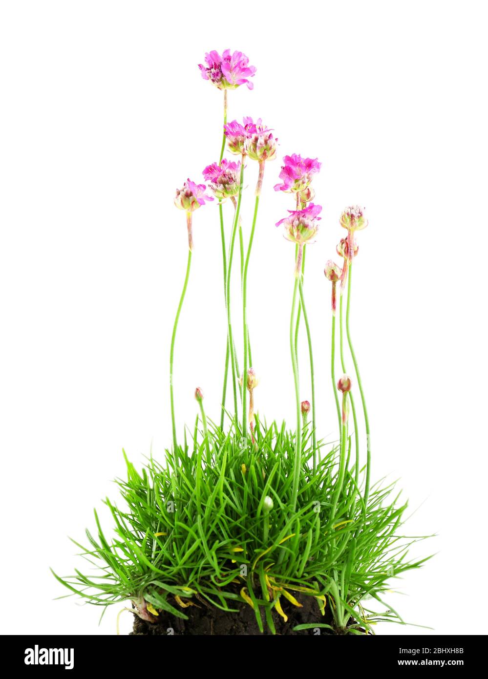 Beautiful flowers with green grass and ground isolated on white Stock ...