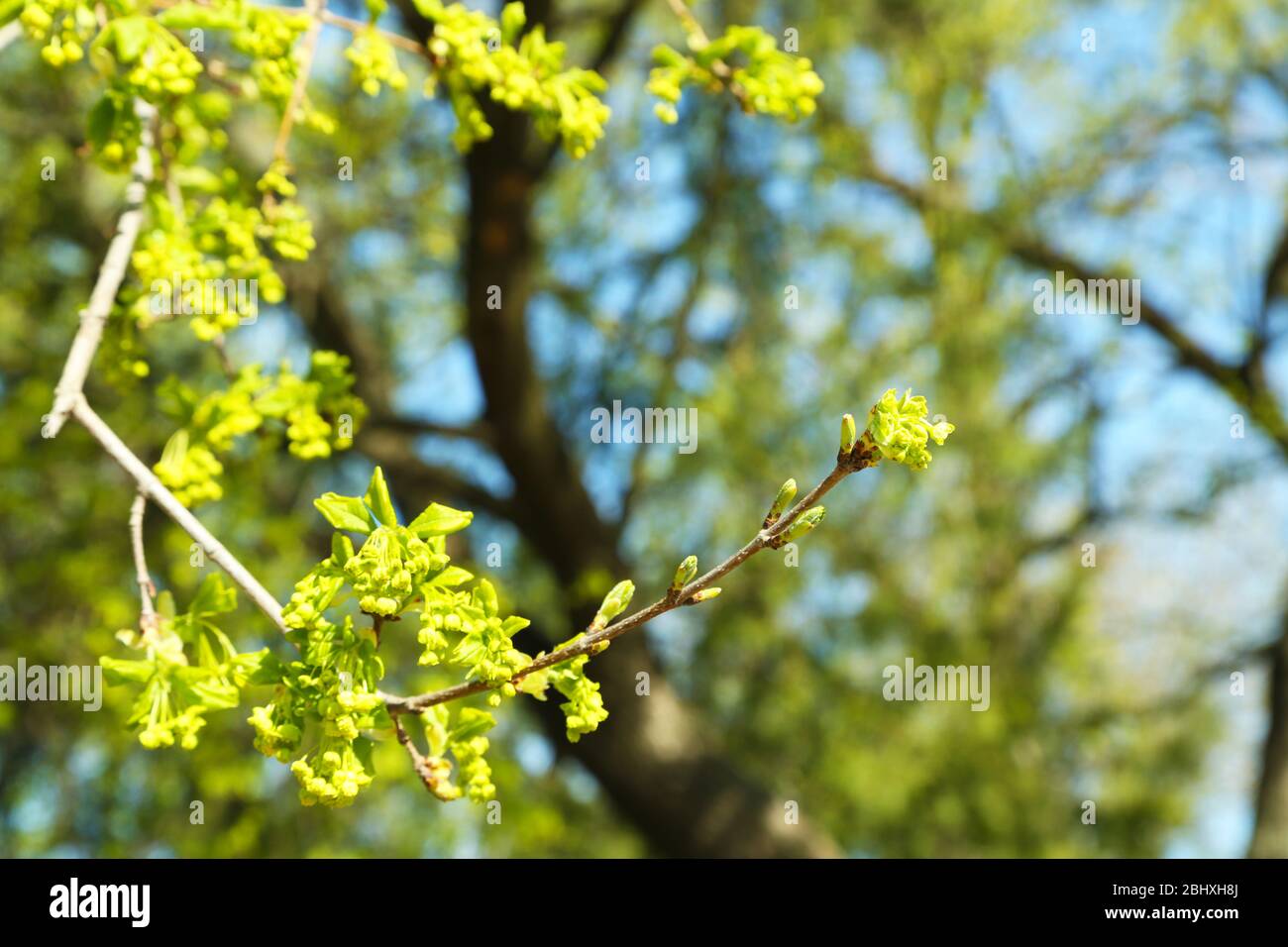 Bunch twigs young leaves hi-res stock photography and images - Alamy