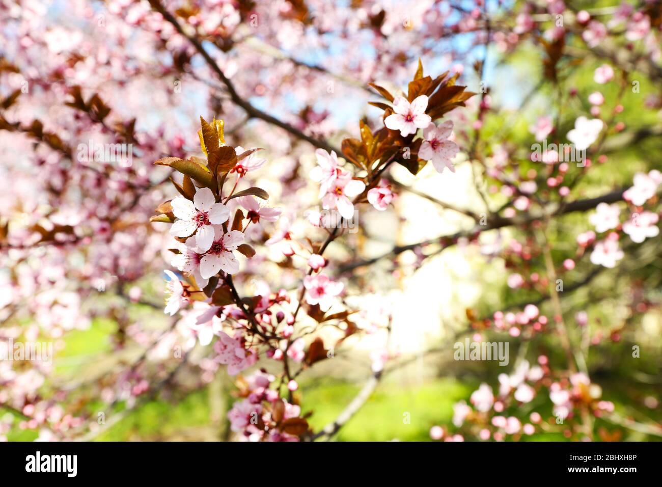 Blooming tree twigs with pink flowers in spring close up Stock Photo ...