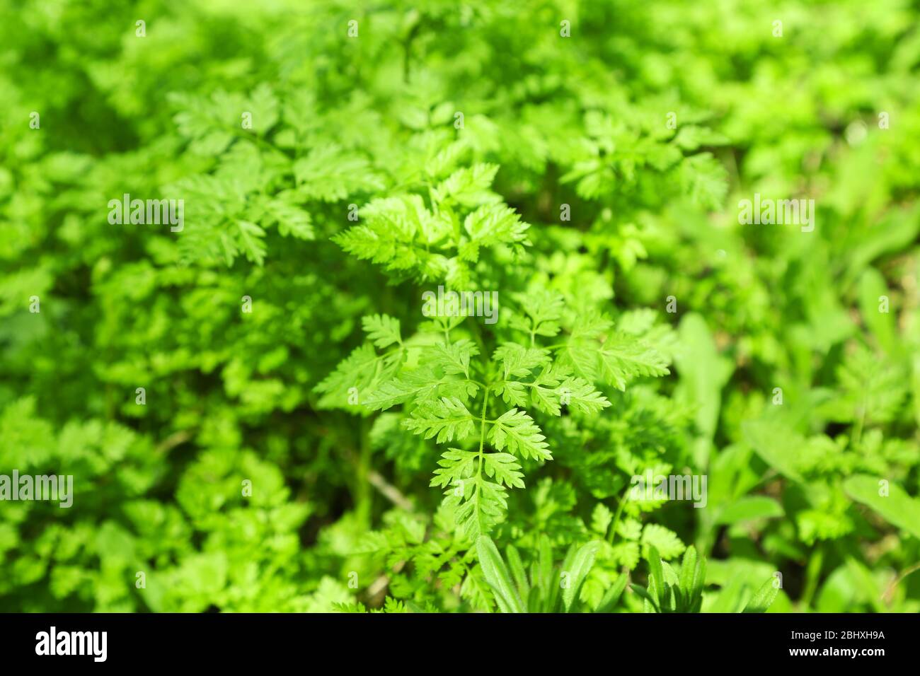 Green plants outdoors Stock Photo - Alamy
