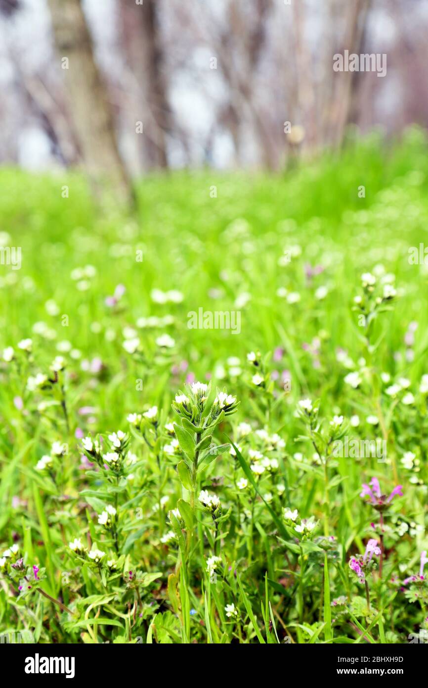 Beautiful green field with small flowers outdoors Stock Photo - Alamy