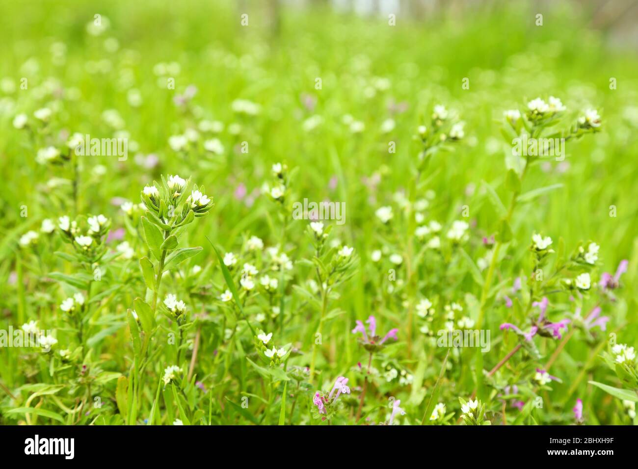 Beautiful green field with small flowers outdoors Stock Photo - Alamy