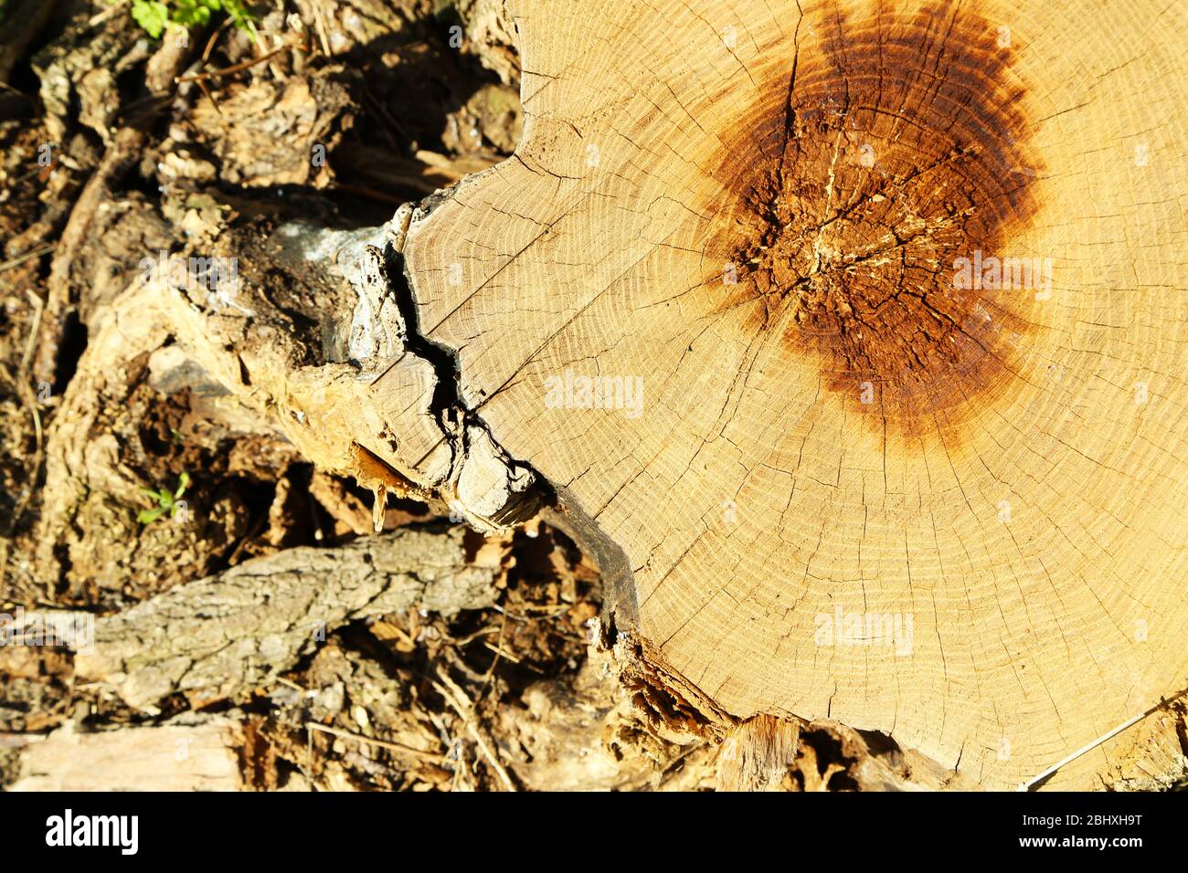 Tree stump close up Stock Photo - Alamy