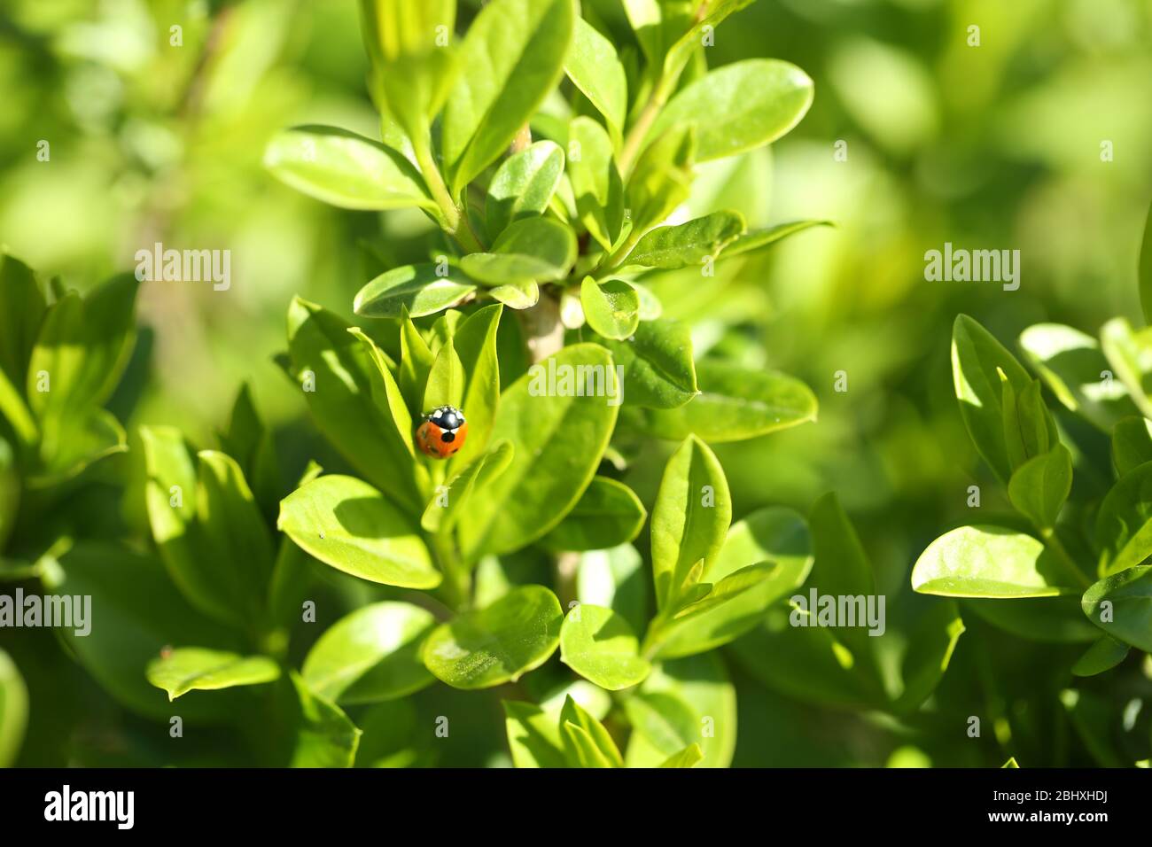 Beautiful spring leaves, close up Stock Photo - Alamy