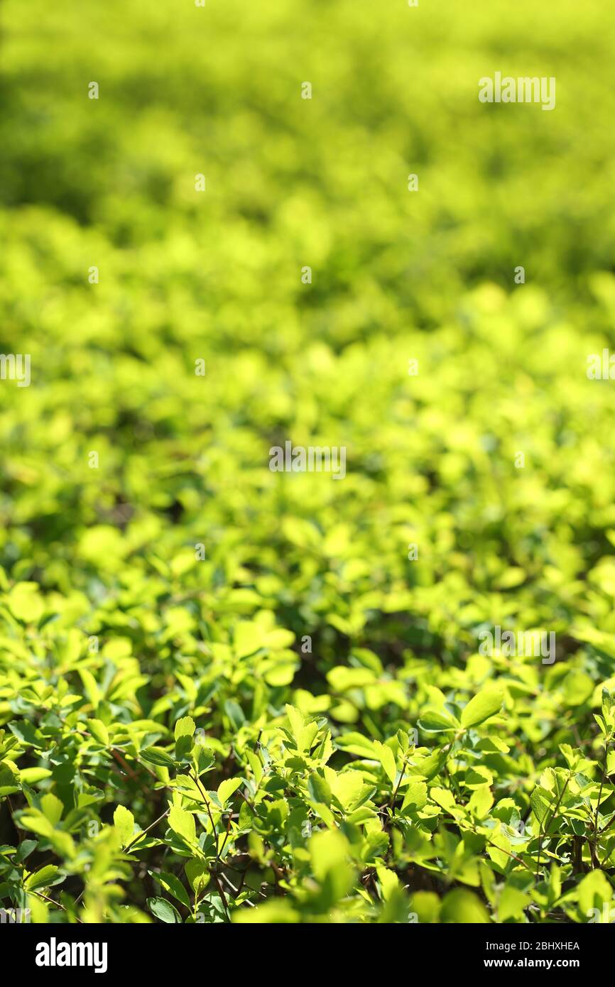 Beautiful spring leaves, close up Stock Photo - Alamy
