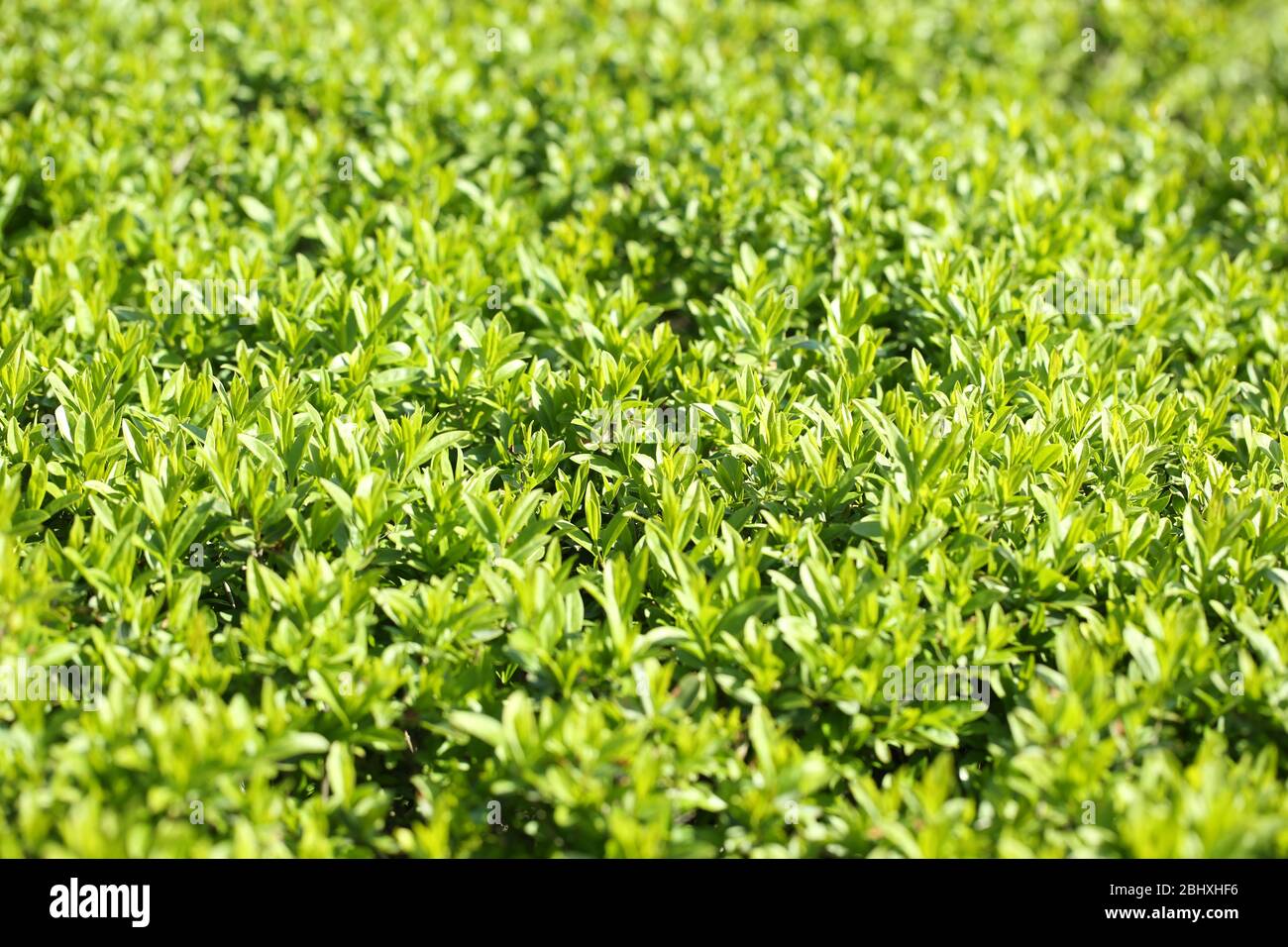 Beautiful spring leaves, close up Stock Photo - Alamy