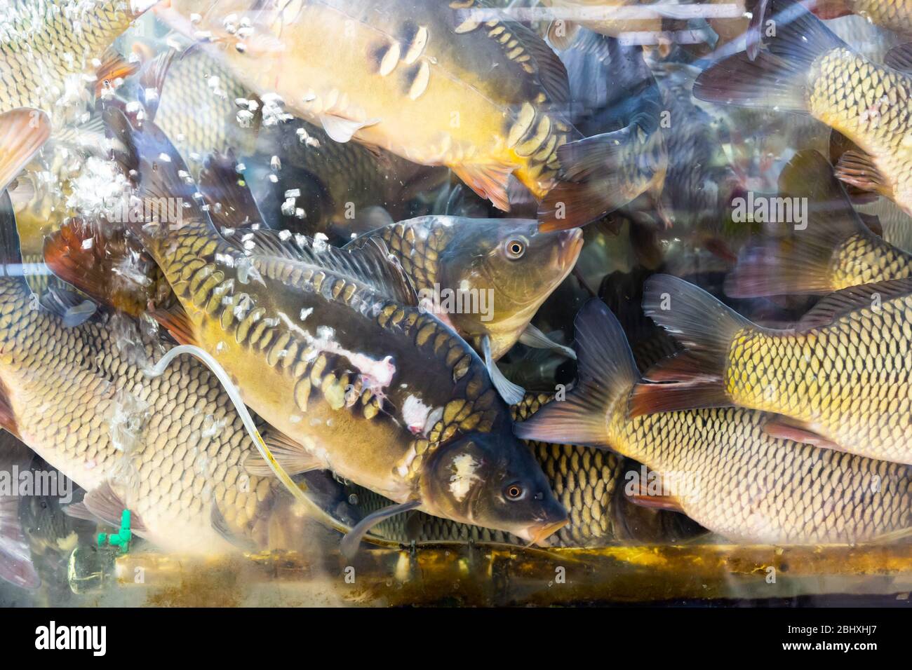 Live carp fishes in aquarium with fresh water in supermarket Stock ...