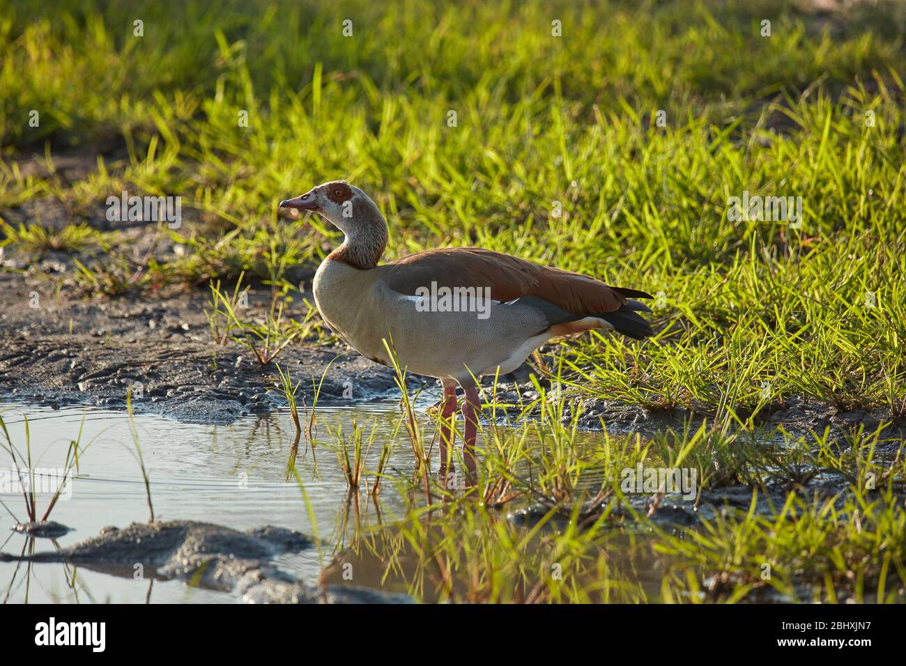 South african geese hi-res stock photography and images - Alamy