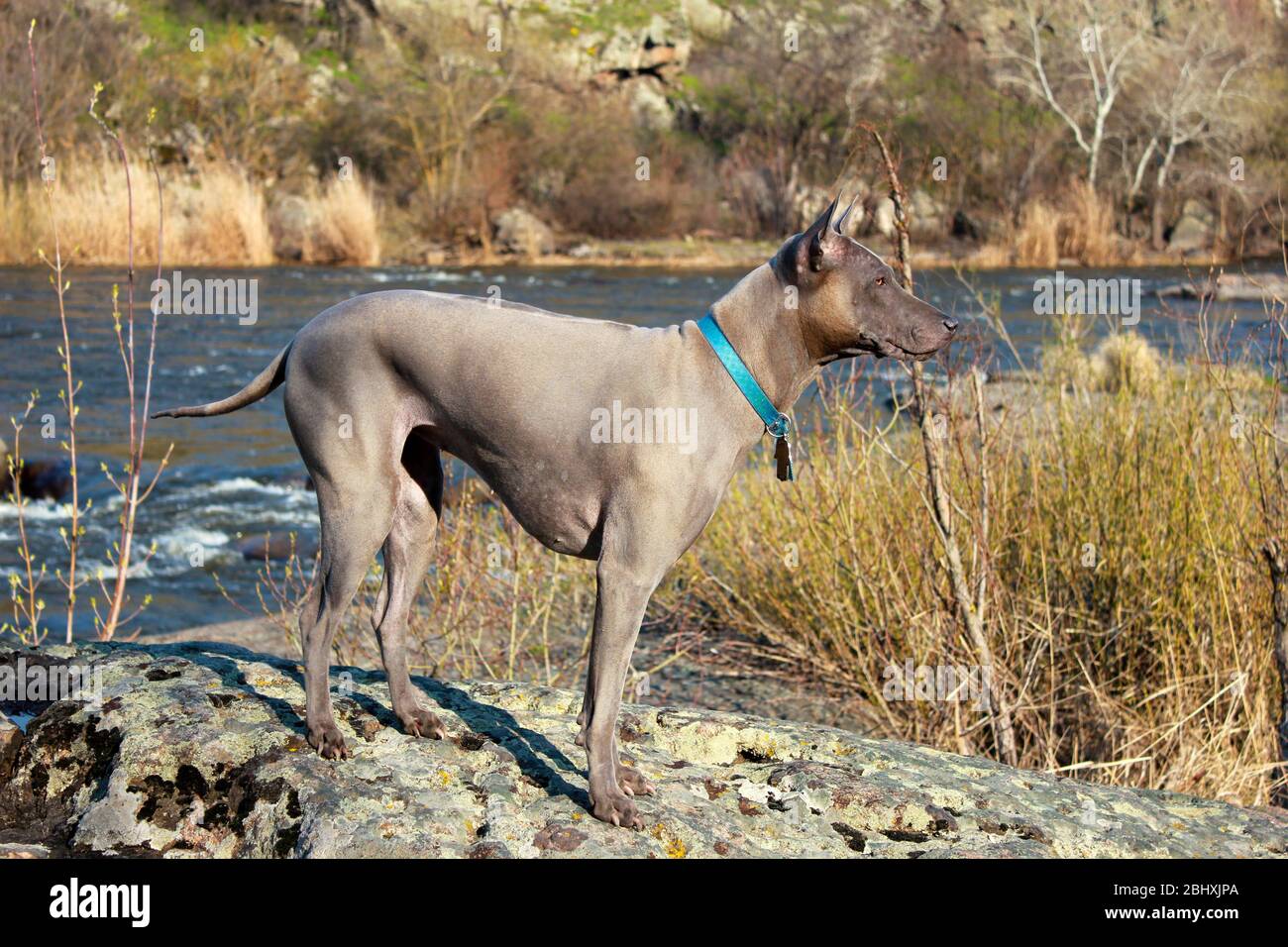 Thai Ridgeback dog on nature background Stock Photo - Alamy