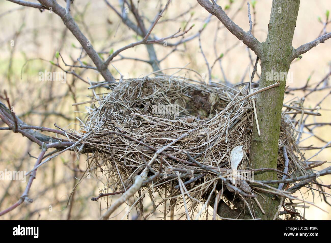 Bird nest in the branches Stock Photo - Alamy