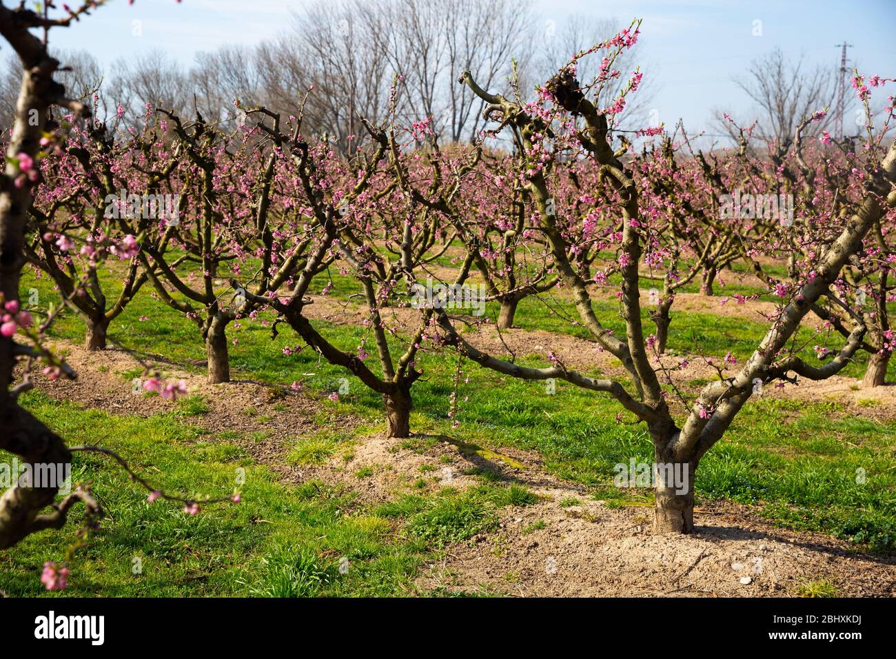 Scenic view of fruit orchard with blooming peach trees Stock Photo - Alamy