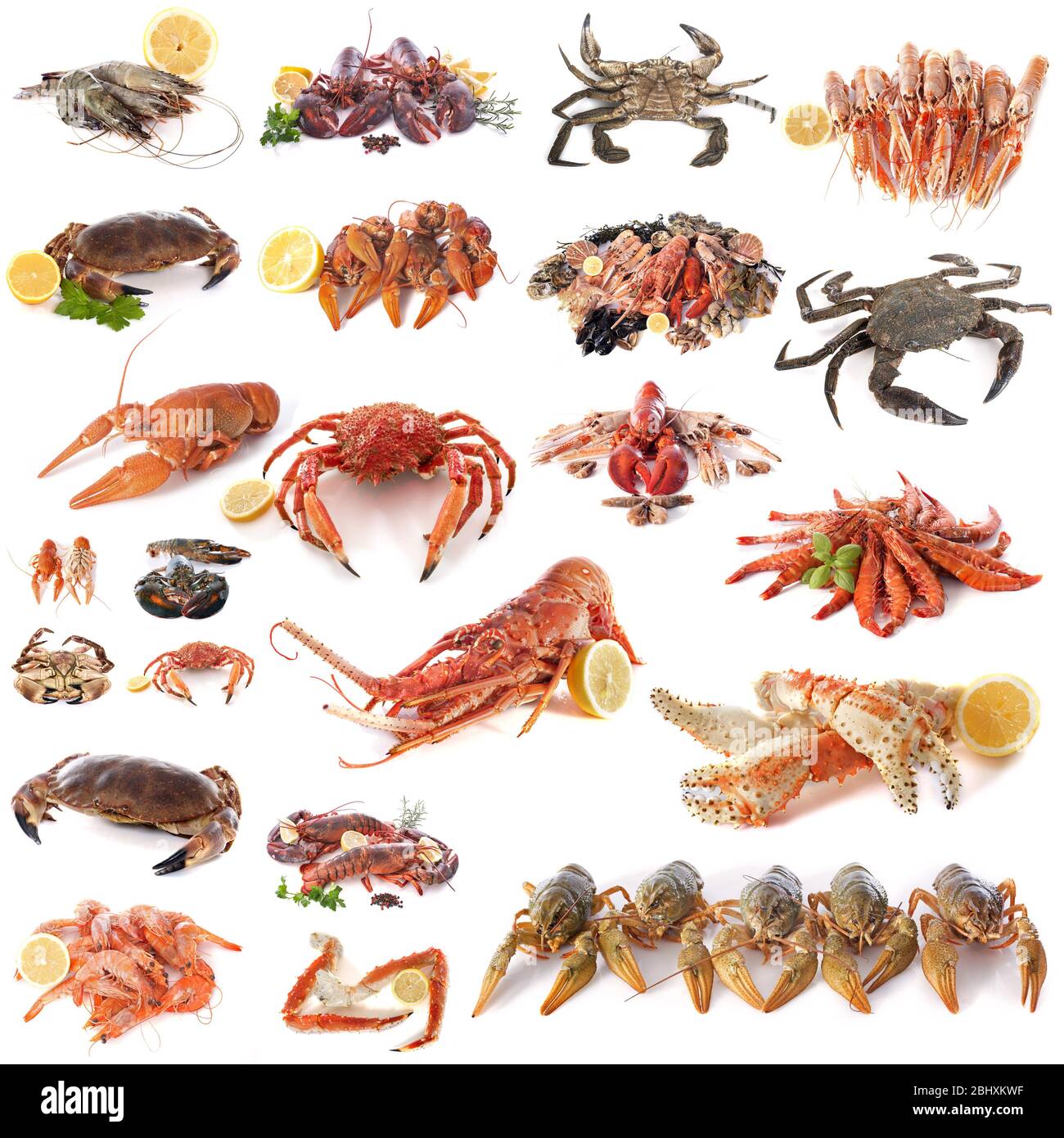 composite picture of seafood and shellfish in front of white background ...