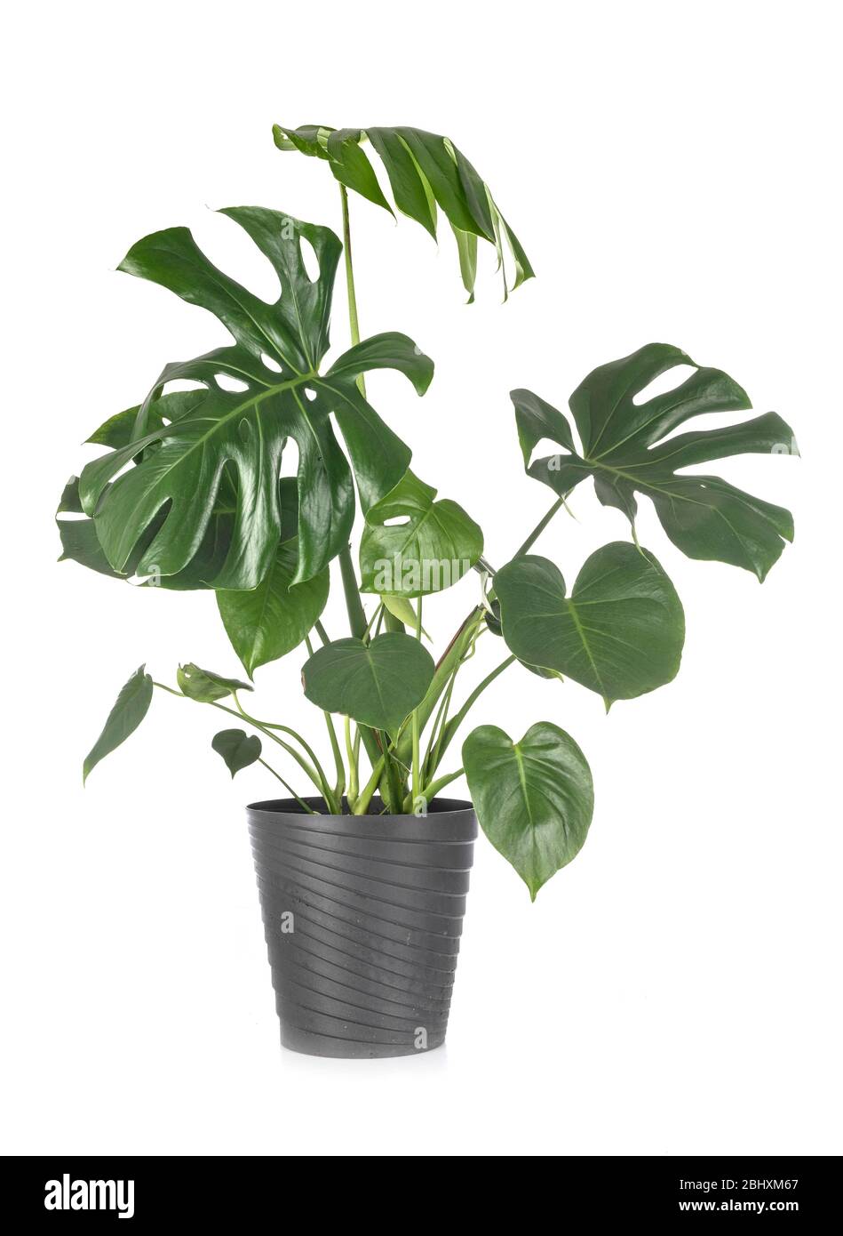 beautiful Monstera in front of white background Stock Photo - Alamy