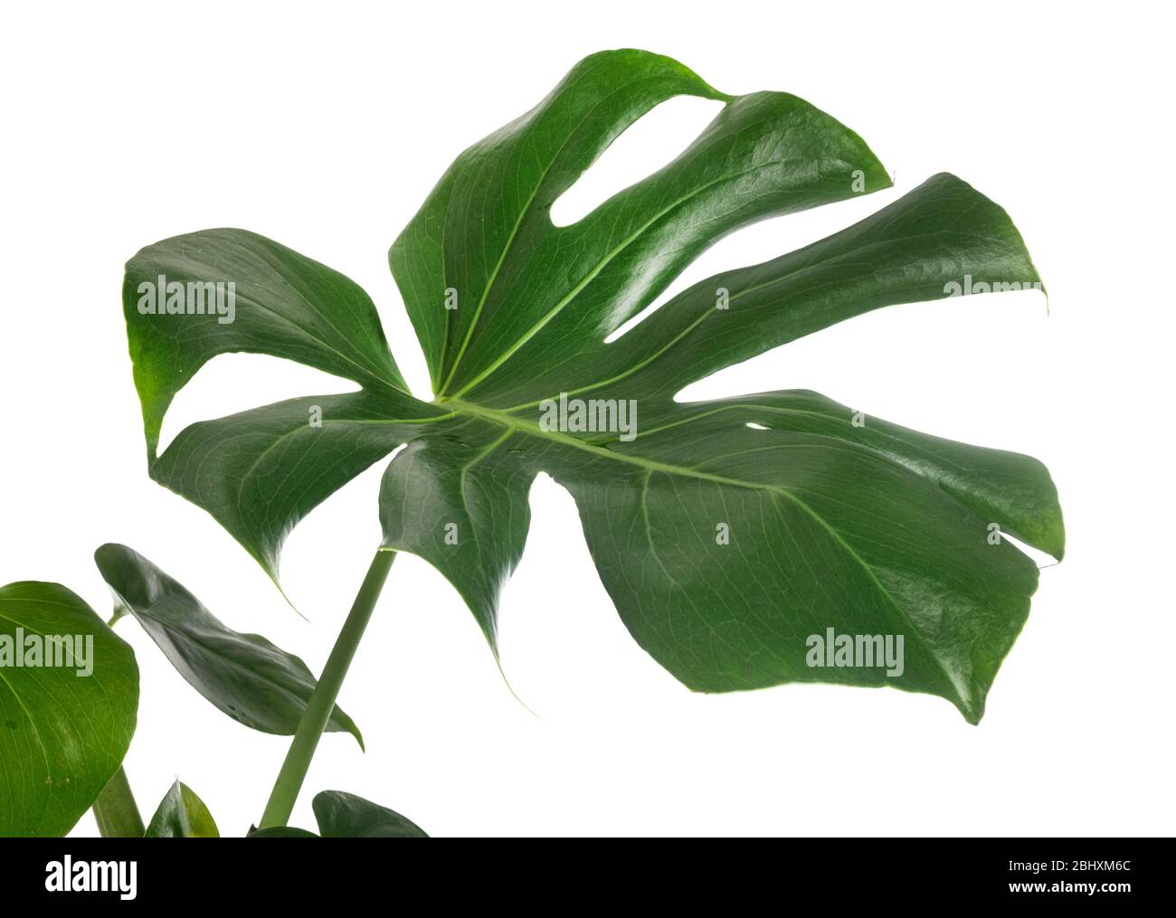beautiful Monstera in front of white background Stock Photo - Alamy