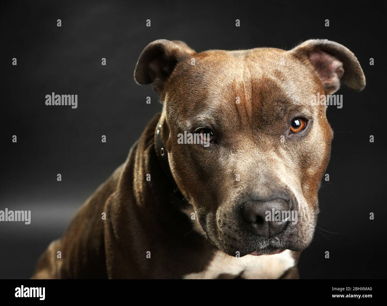 American Staffordshire Terrier, close-up, on dark background Stock ...
