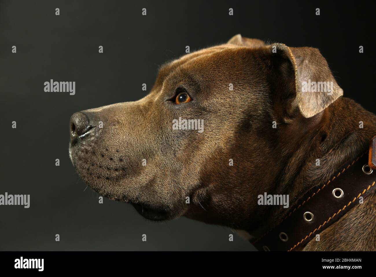 Close up american staffordshire terrier hi-res stock photography and ...