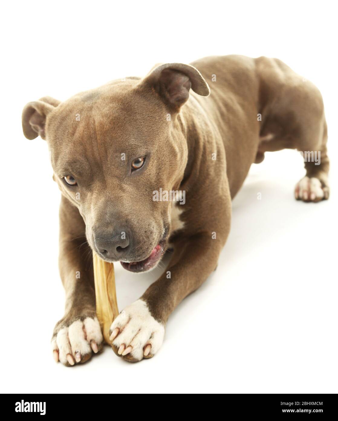 American staffordshire terrier teeth hi-res stock photography and ...