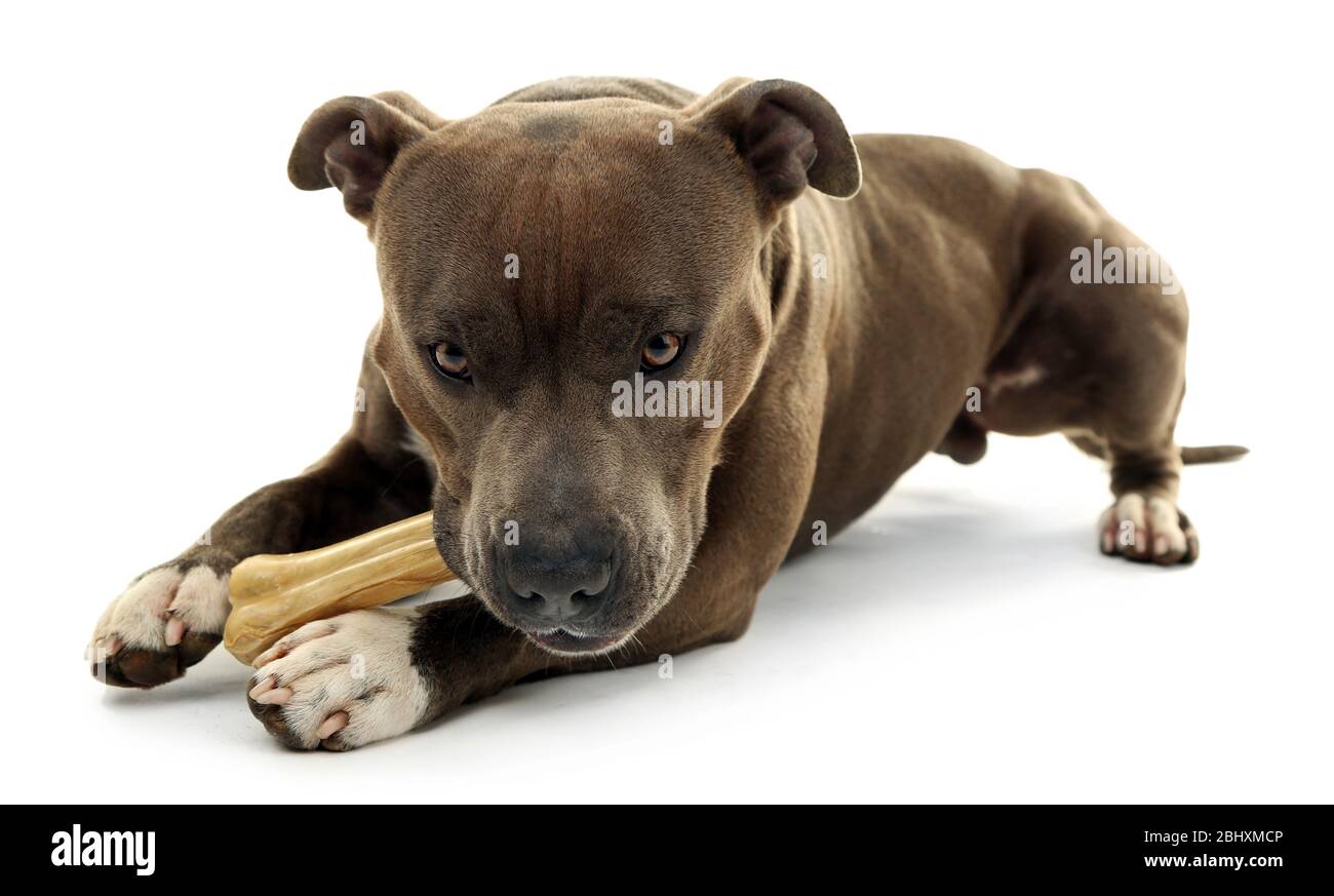 American Staffordshire Terrier with bone isolated on white Stock Photo ...