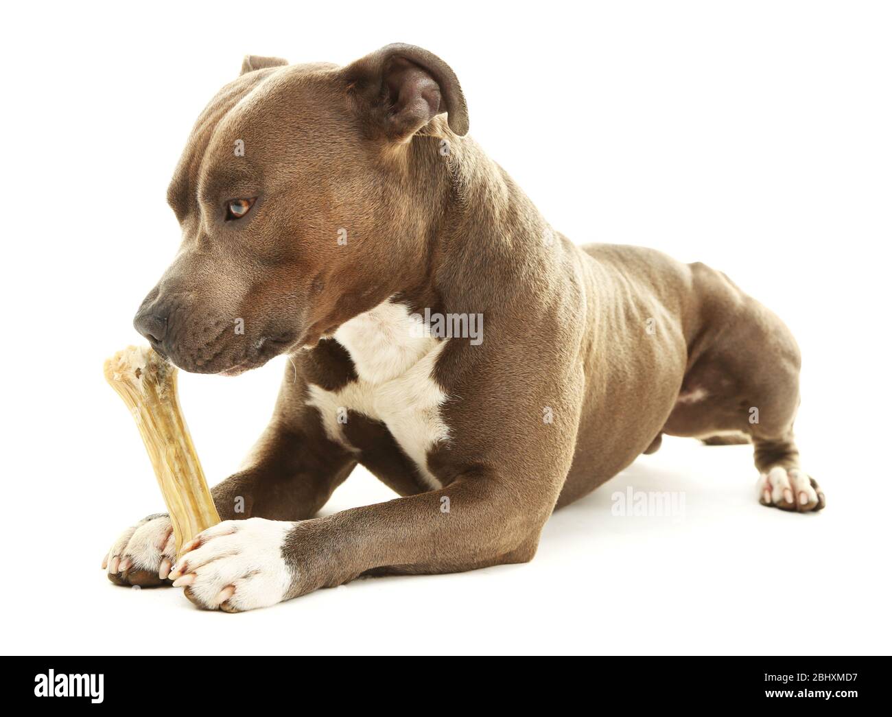 American Staffordshire Terrier Teeth High Resolution Stock Photography ...