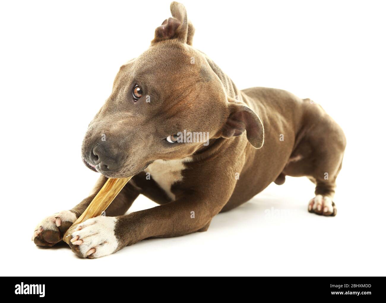 American staffordshire terrier teeth hi-res stock photography and ...