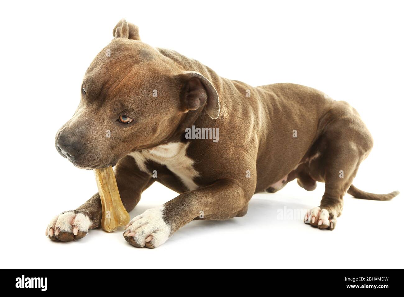 American staffordshire terrier teeth hi-res stock photography and ...