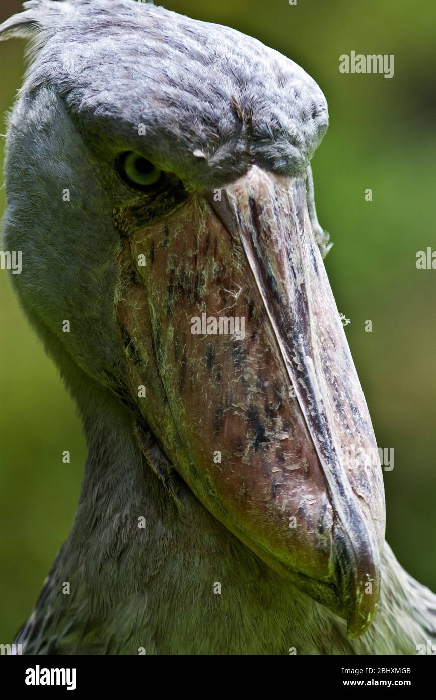 Avian research uganda hi-res stock photography and images - Alamy