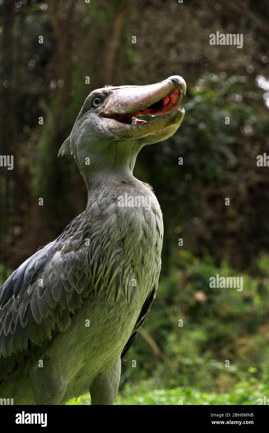 Whale bill hi-res stock photography and images - Alamy