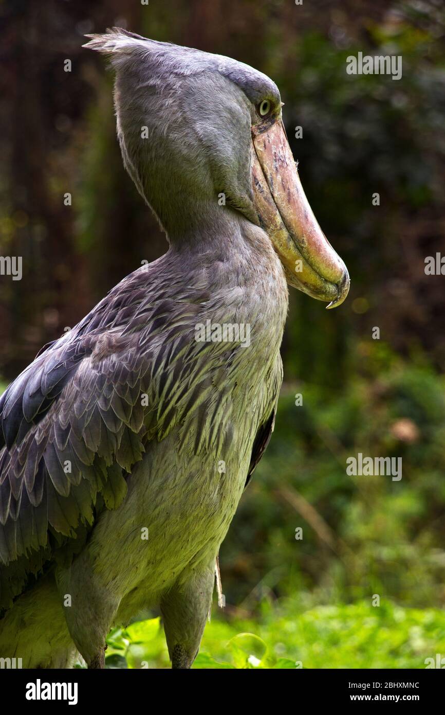 Specialised feeder hi-res stock photography and images - Alamy