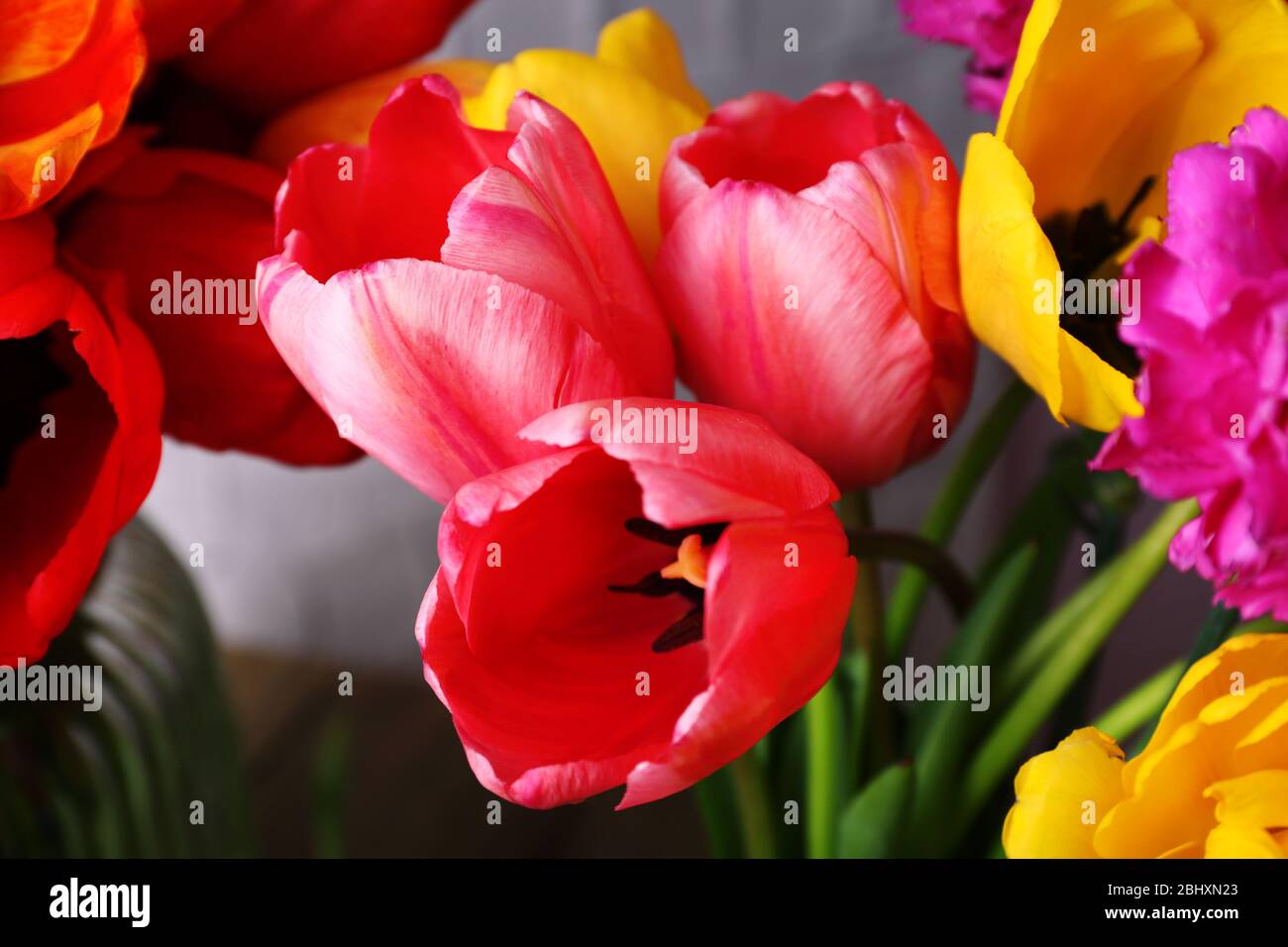 Beautiful spring flowers close up Stock Photo - Alamy