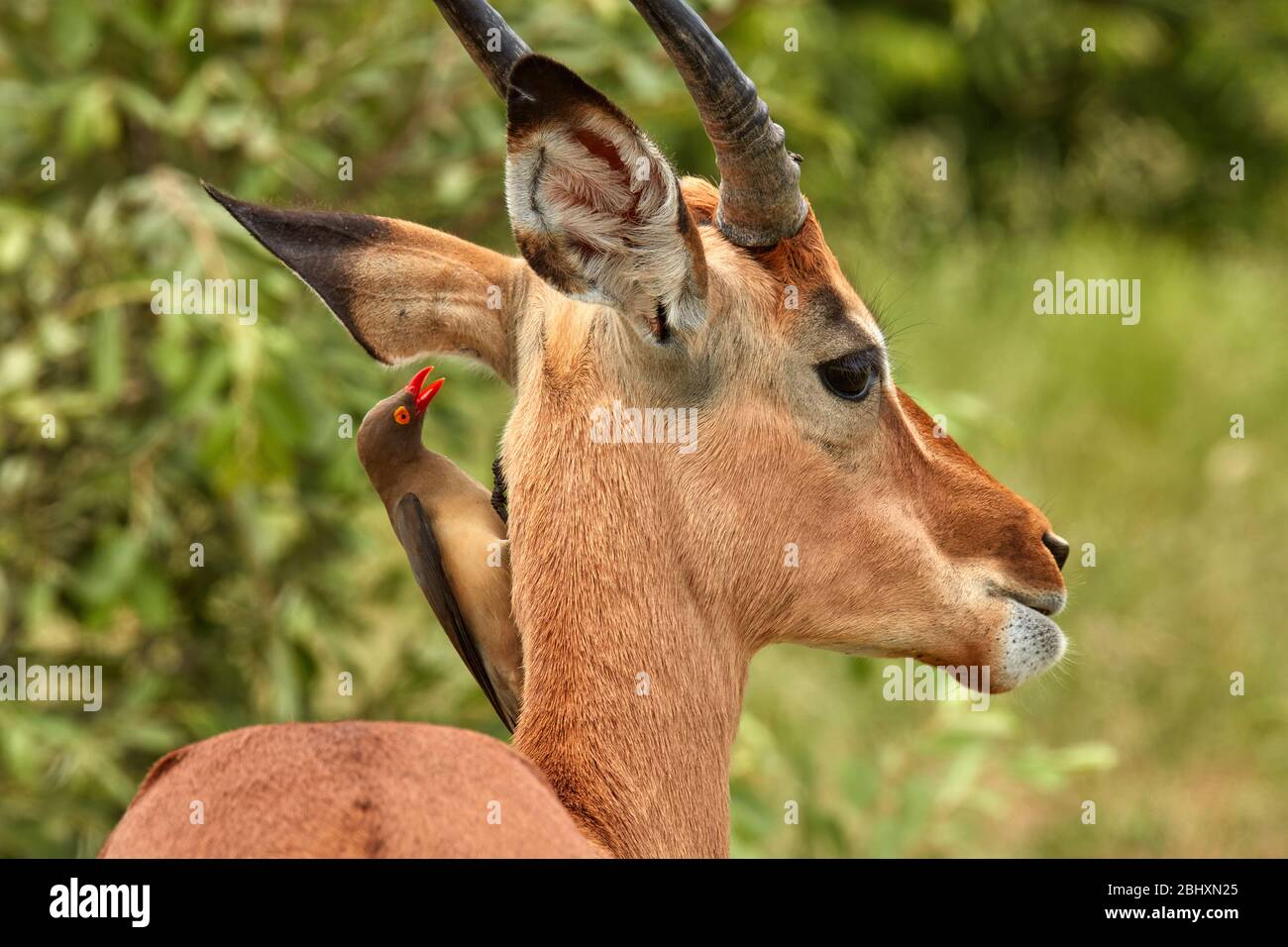 Oxpecker africa game park safari hi-res stock photography and images ...