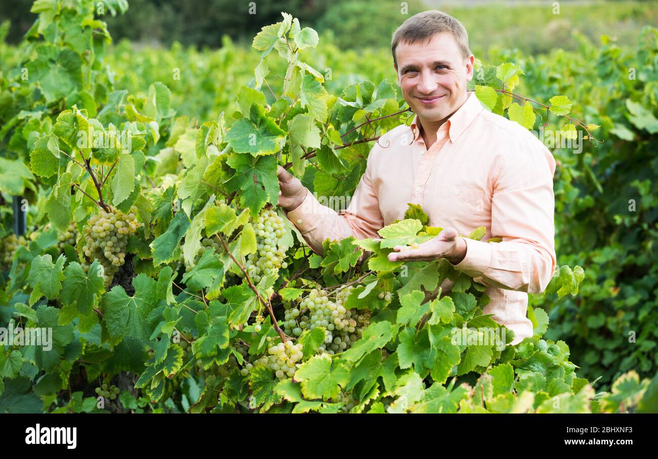 Portret of satisfied adult vintner with clusters of grape smiling ...