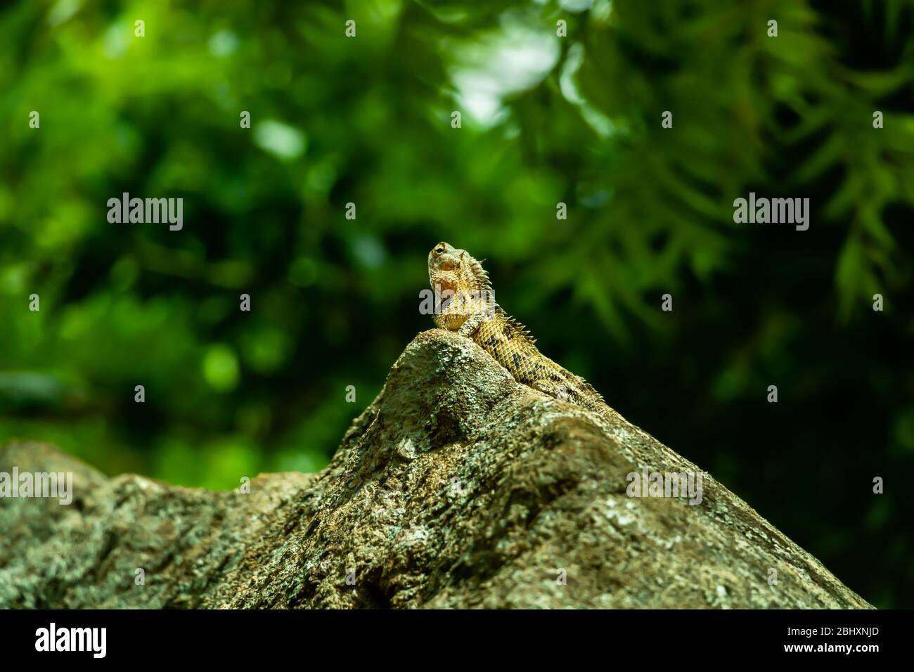 Indian chameleon hi-res stock photography and images - Alamy