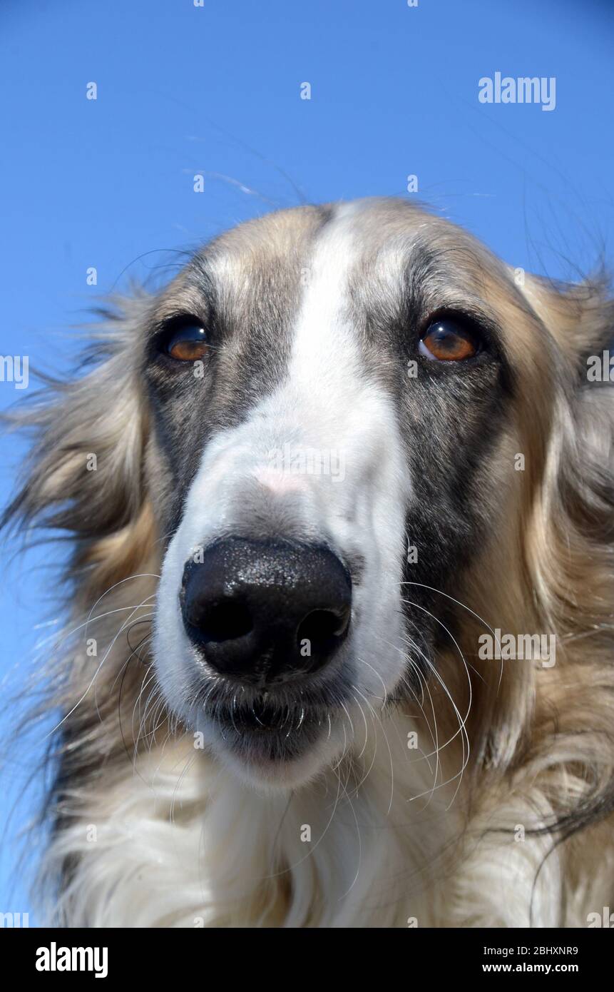 Face portrait of a borzoi dog Stock Photo - Alamy