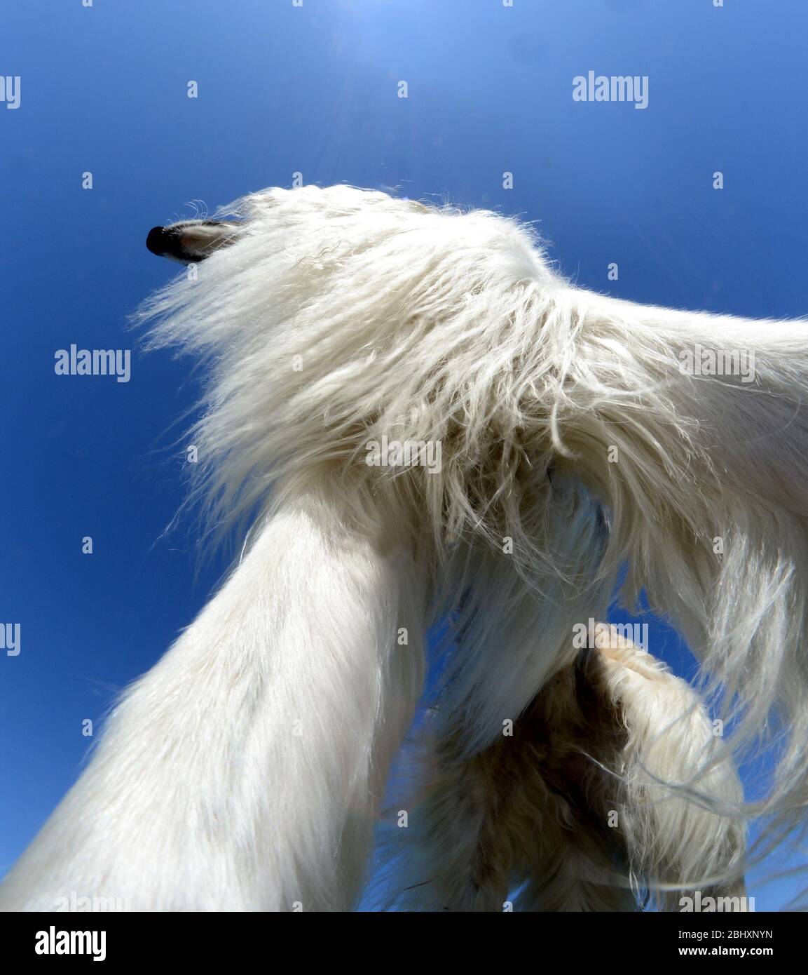 Fisheye lens upview under a borzoi dog, featuring the dog's chest mane ...