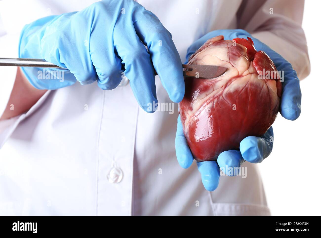 Human heart organ real hand hi-res stock photography and images - Alamy