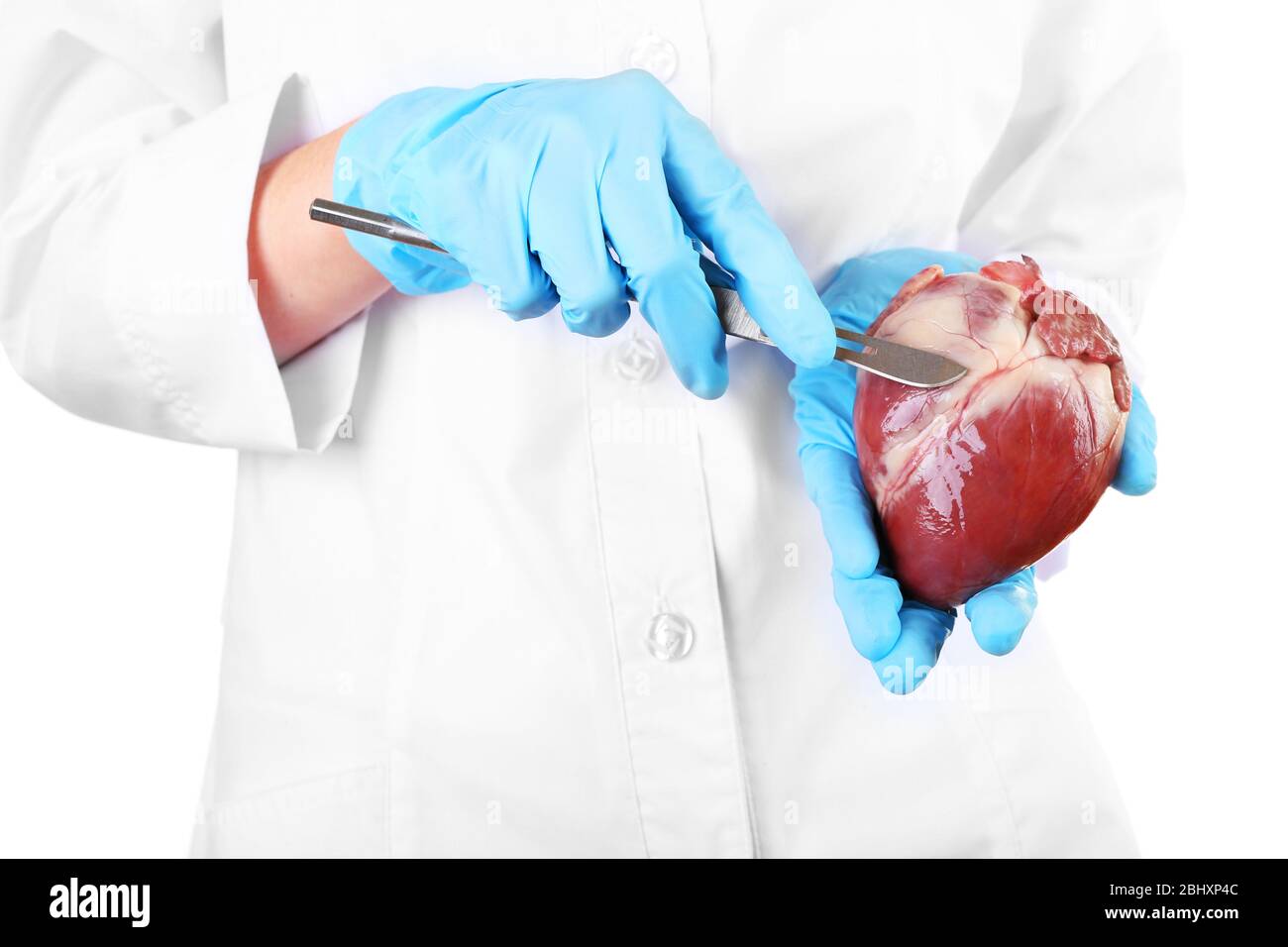 Human heart organ real hand hi-res stock photography and images - Alamy