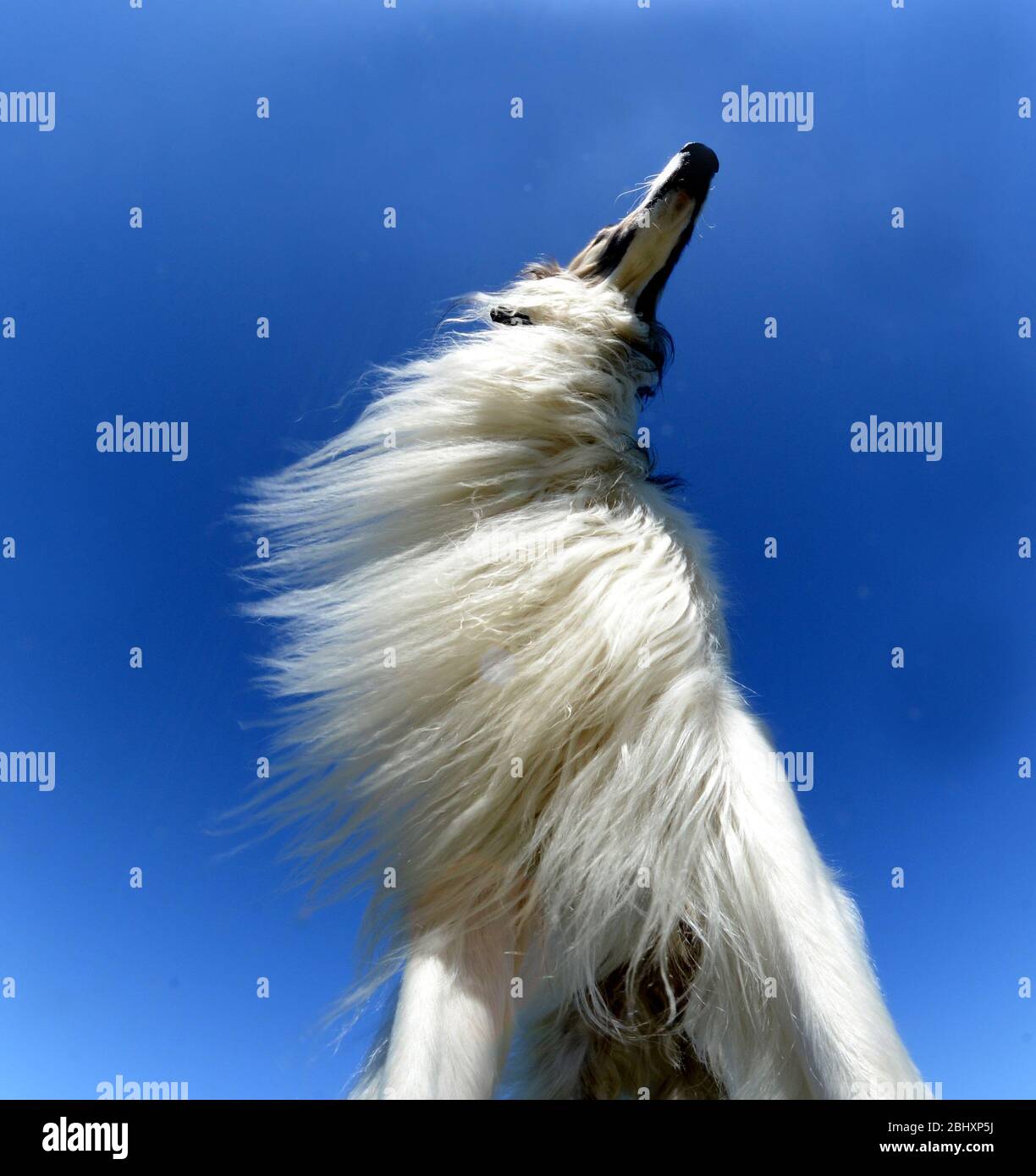 Dog fisheye hi-res stock photography and images - Alamy