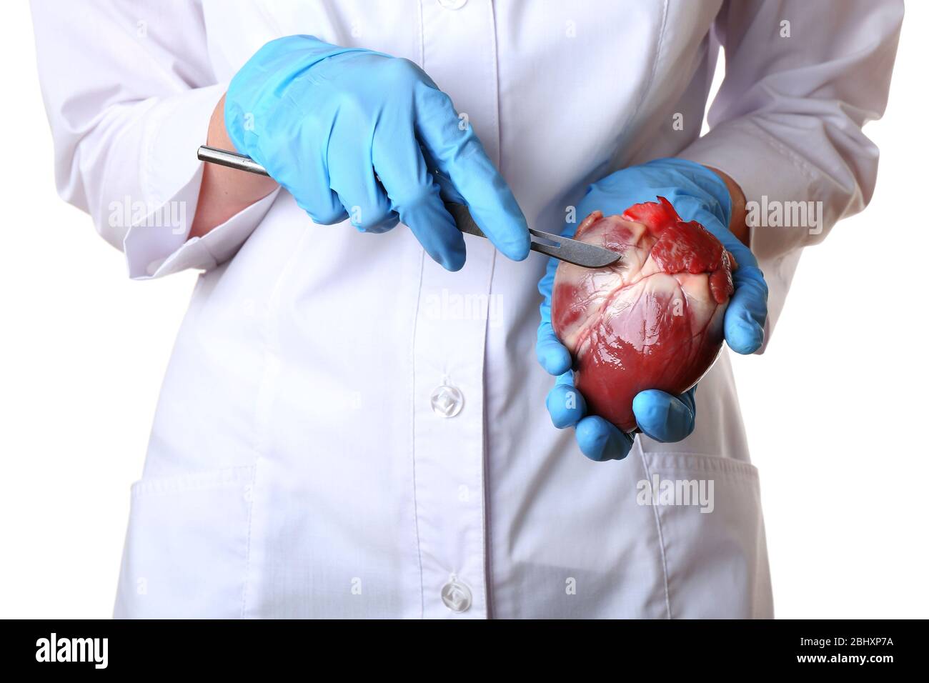 Human heart organ real hand hi-res stock photography and images - Alamy