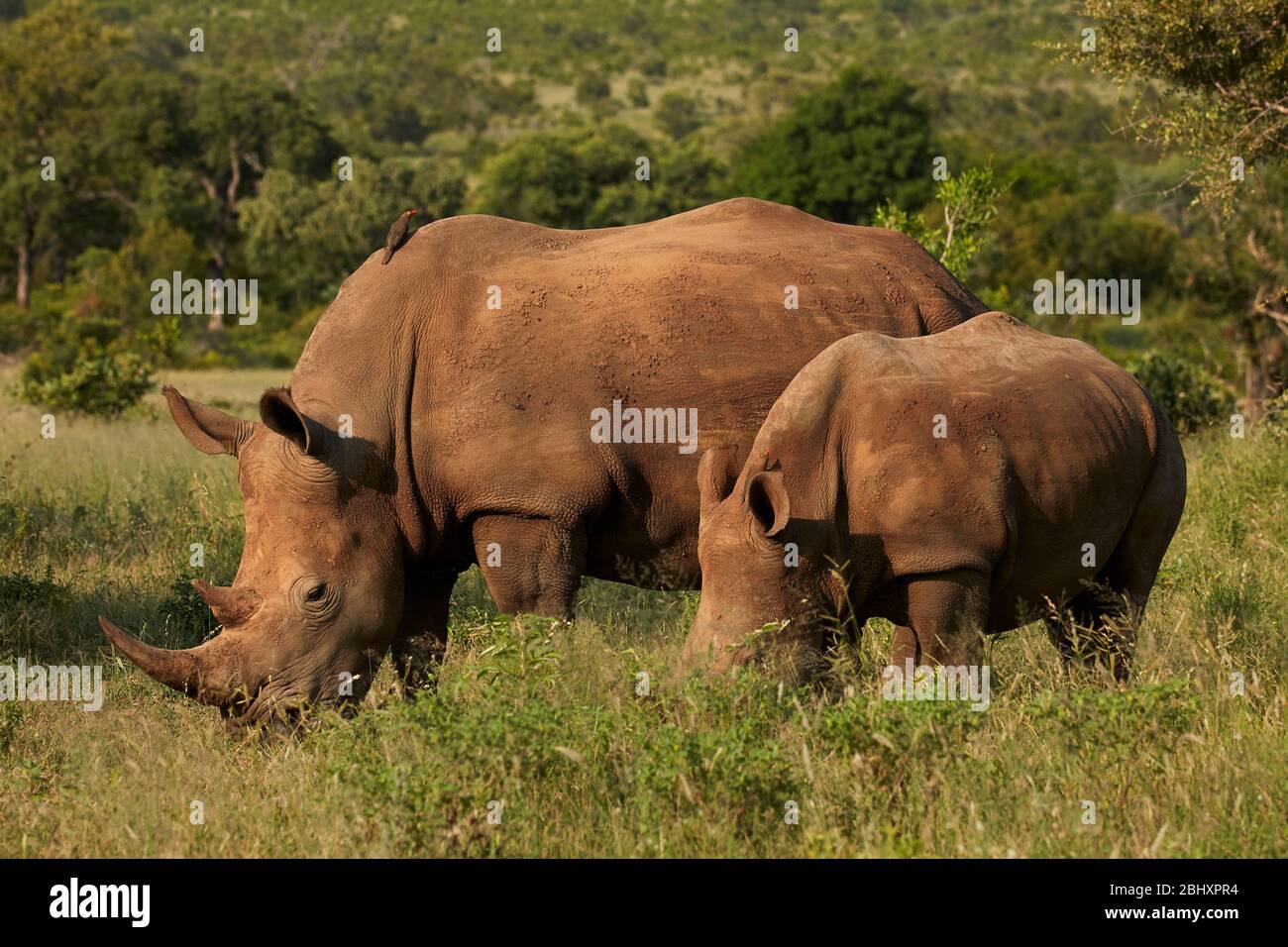 Southern white rhinoceros cow and calf (Ceratotherium simum simum ...