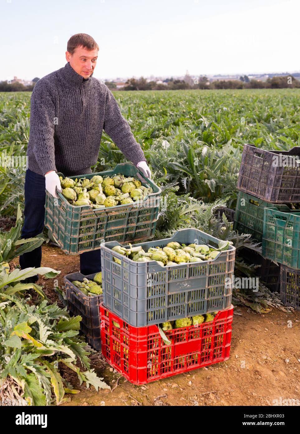 Farmer stocking boxes with artichokes on the field Stock Photo - Alamy