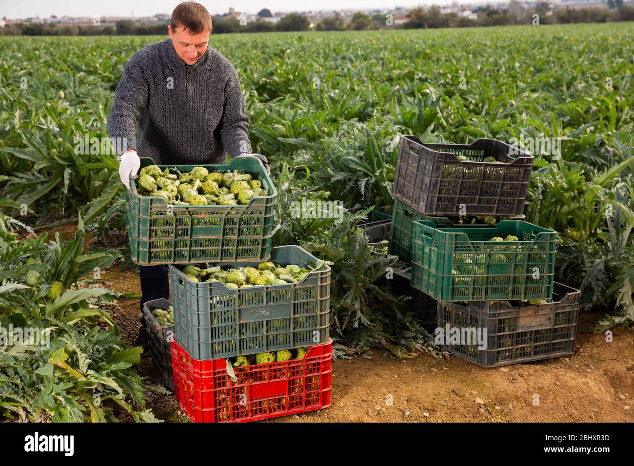 Farmer stocking boxes with artichokes on the field Stock Photo - Alamy