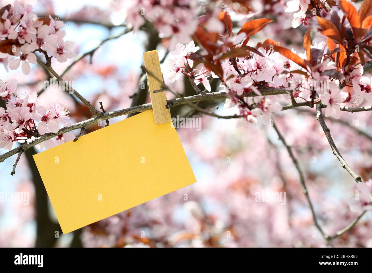 Blank card hanging on tree outdoors Stock Photo - Alamy