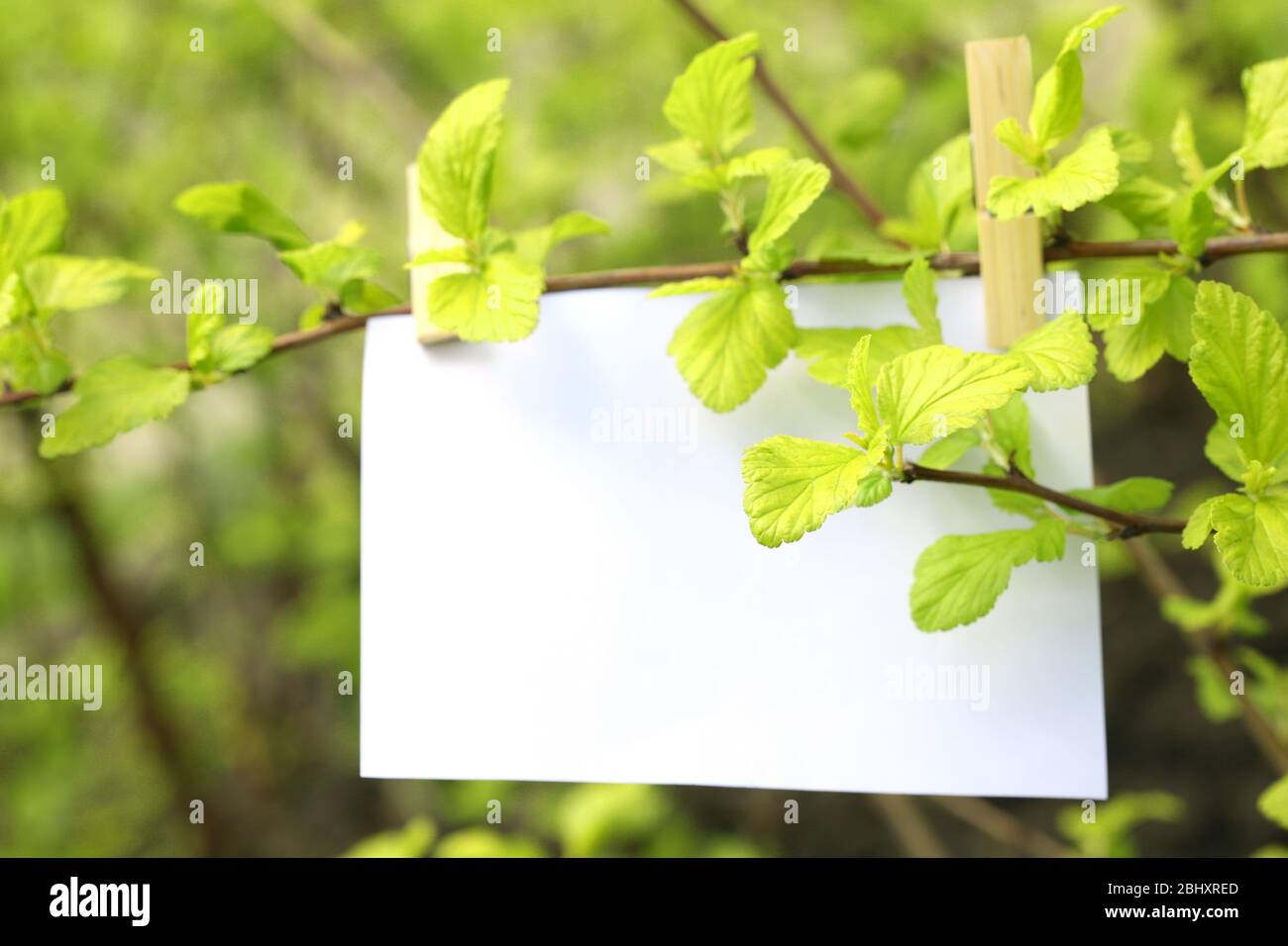 Blank card hanging on tree outdoors Stock Photo - Alamy