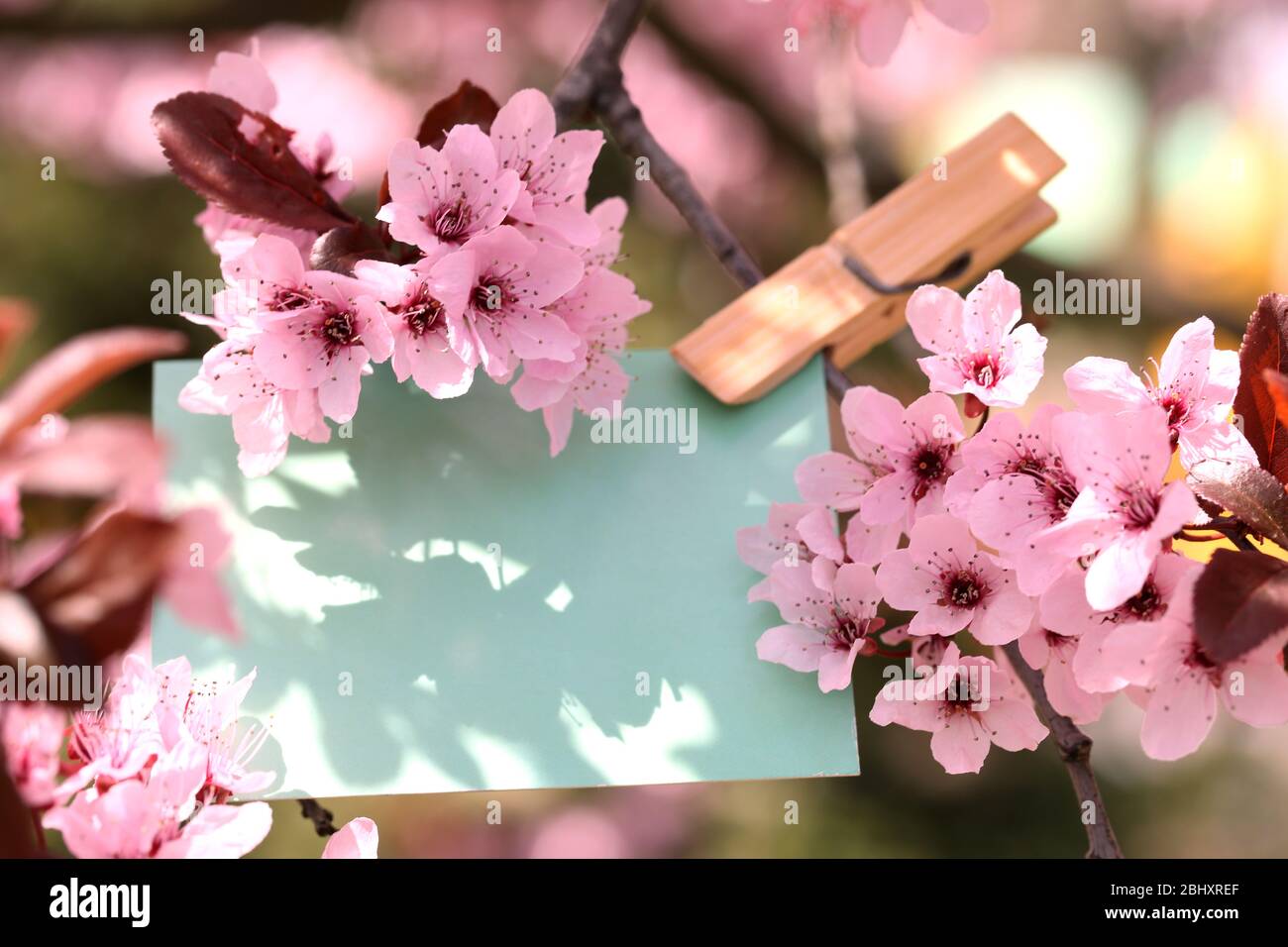 Blank card hanging on tree outdoors Stock Photo - Alamy