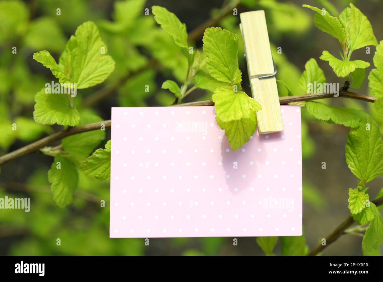 Blank card hanging on tree outdoors Stock Photo - Alamy