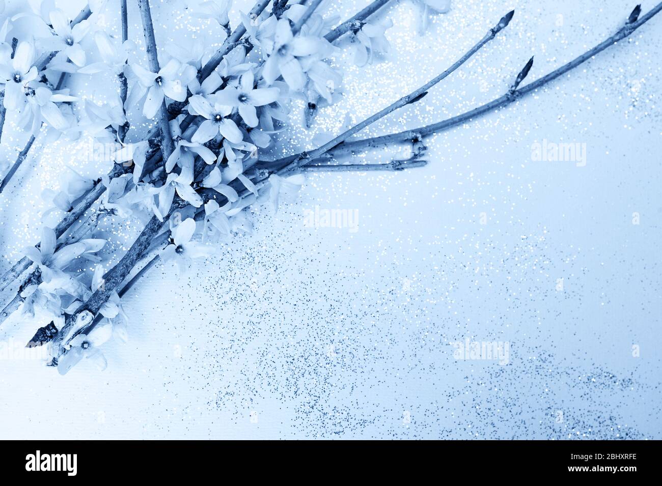 branches of a blooming spring forsythia tree with sequins. faded denim ...