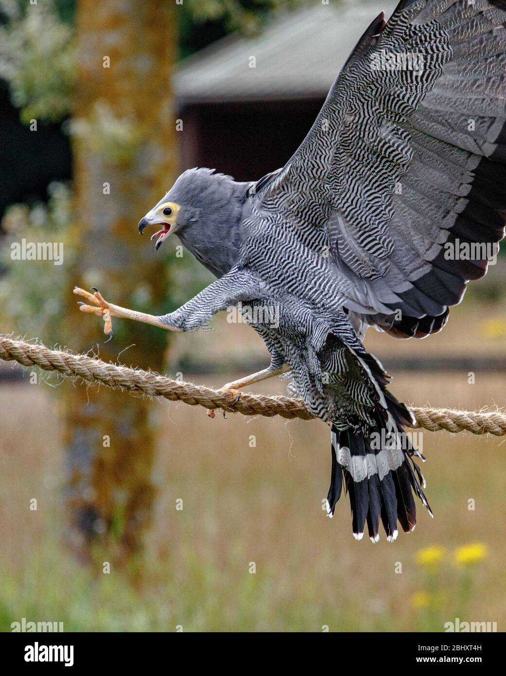 african harrier hawk landing on rope Stock Photo - Alamy