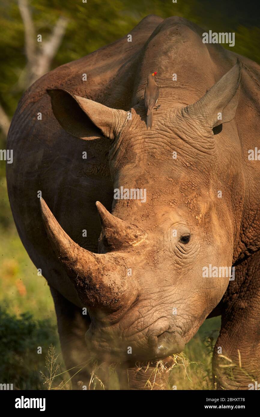 Oxpecker And Rhino Relationship